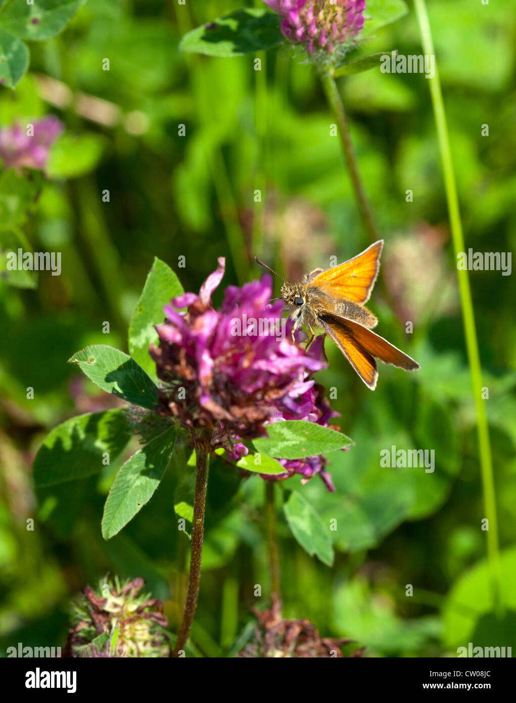 Small skipper on Red Clover Stock Photo - Alamy