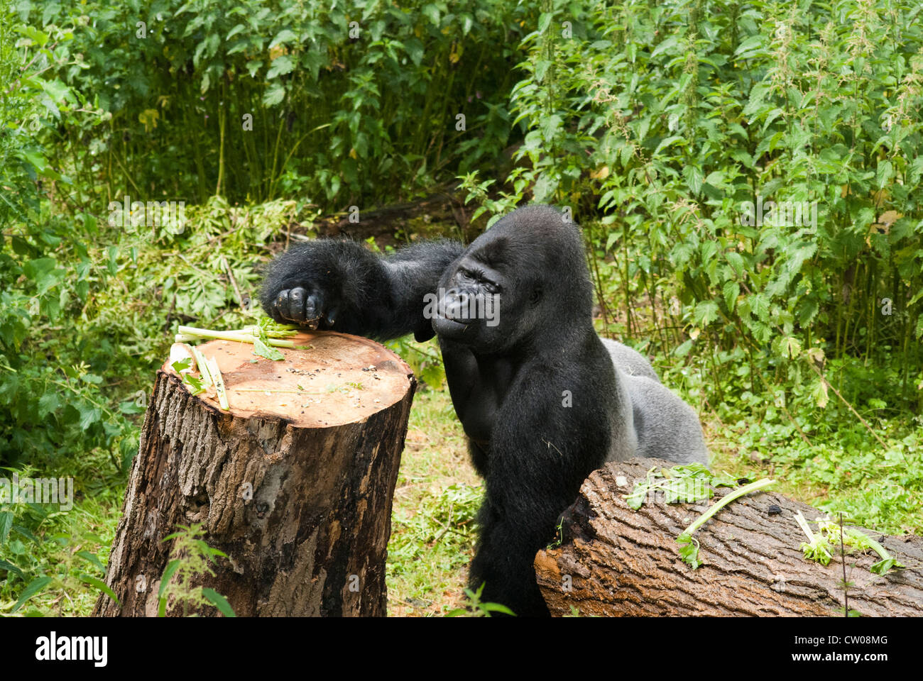 Aspinal zoo gorilla hi-res stock photography and images - Alamy
