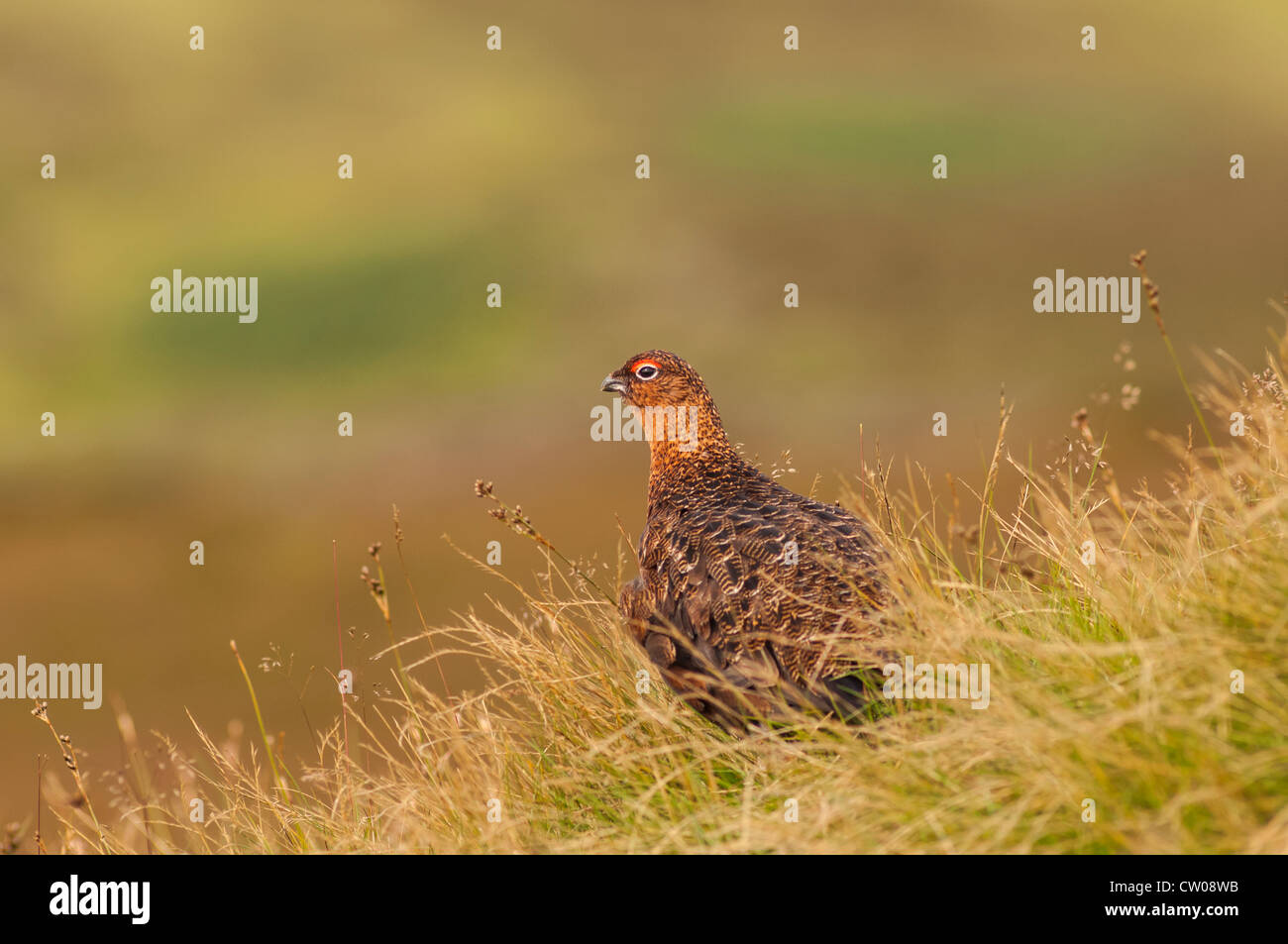 A Red Grouse ( Lagopus lagopus scoticus ) in moorland, Yorkshire Dales ...