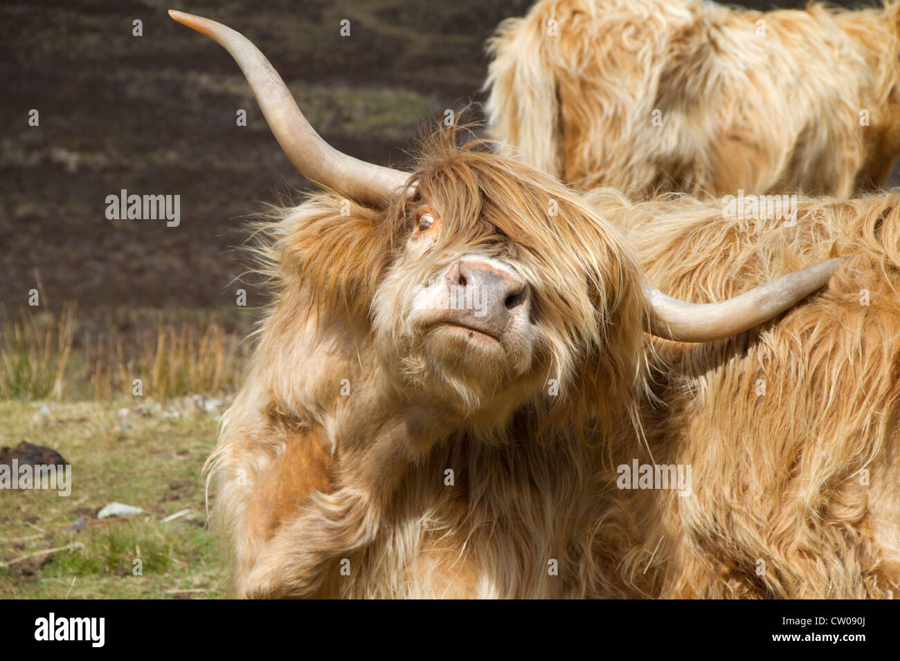 Scratching cow hi-res stock photography and images - Alamy