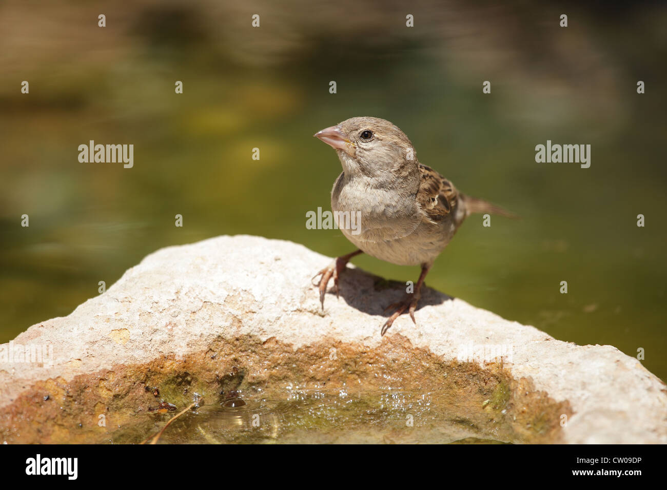 Passer by female hi-res stock photography and images - Alamy