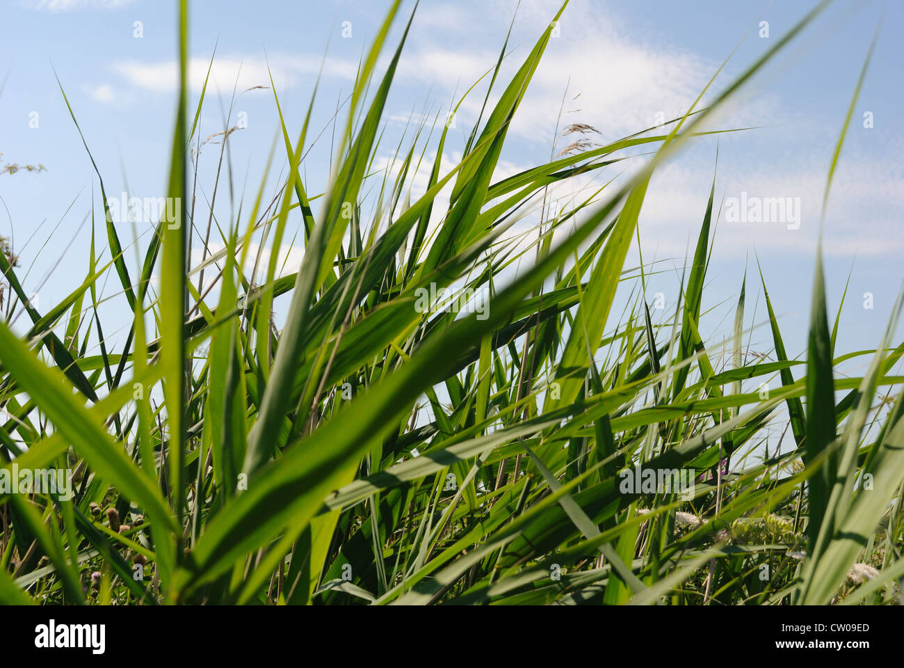 Long grass and reeds growing on undeveloped ground between North ...