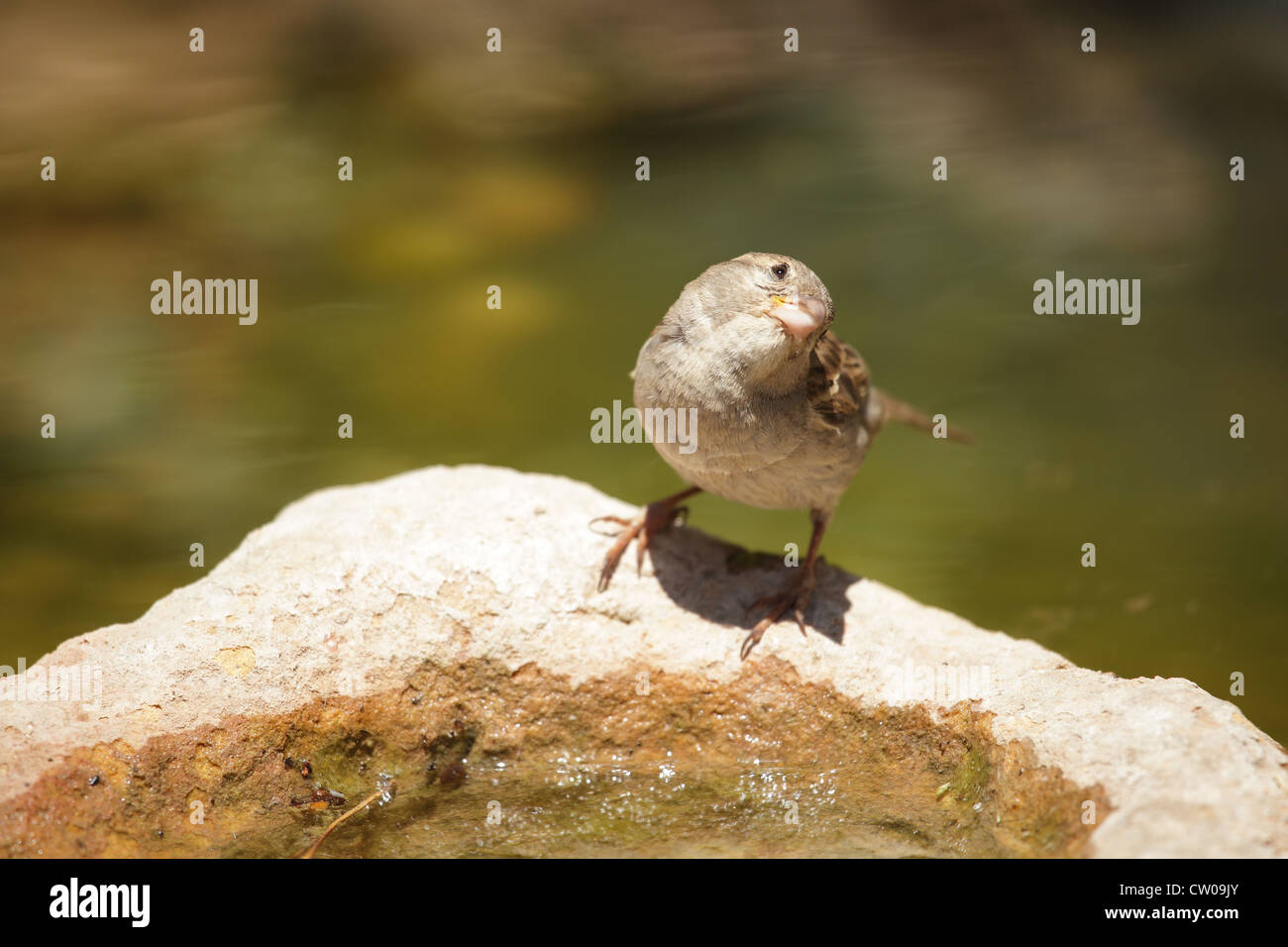Passer domesticus female Stock Photo - Alamy