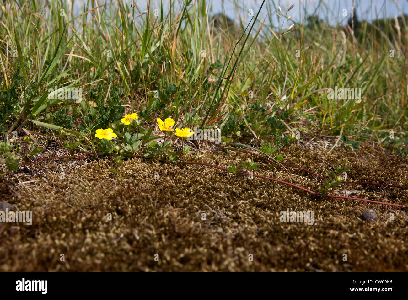 Creeping buttercup plants hi-res stock photography and images - Alamy