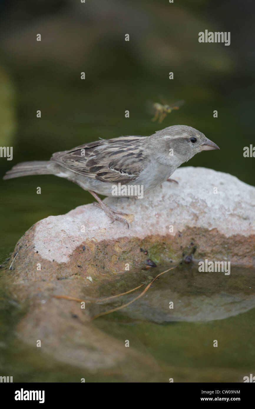 Passer domesticus female Stock Photo - Alamy