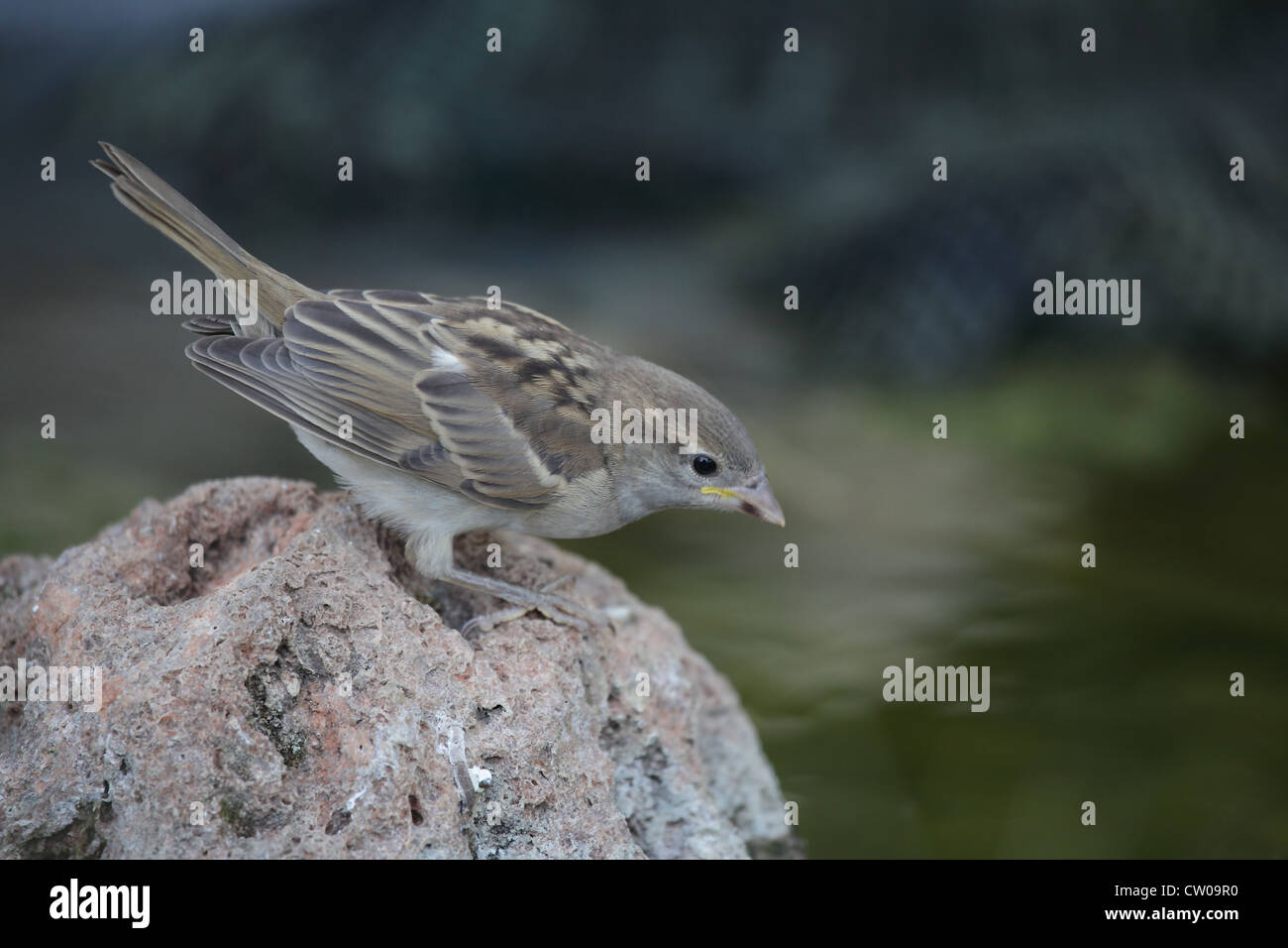 Passer domesticus female Stock Photo - Alamy