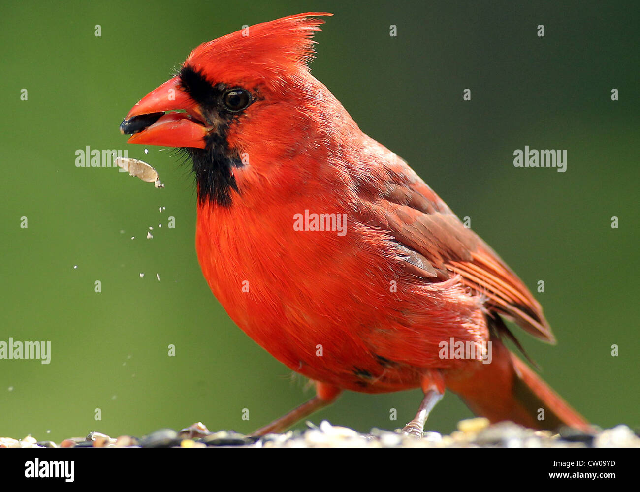 Dropped me nut! Stock Photo - Alamy