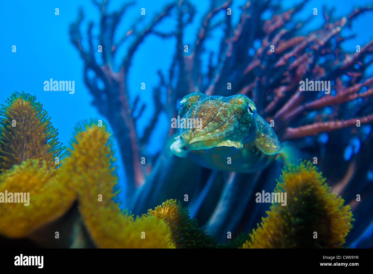 Aquarium cuttlefish hi-res stock photography and images - Alamy
