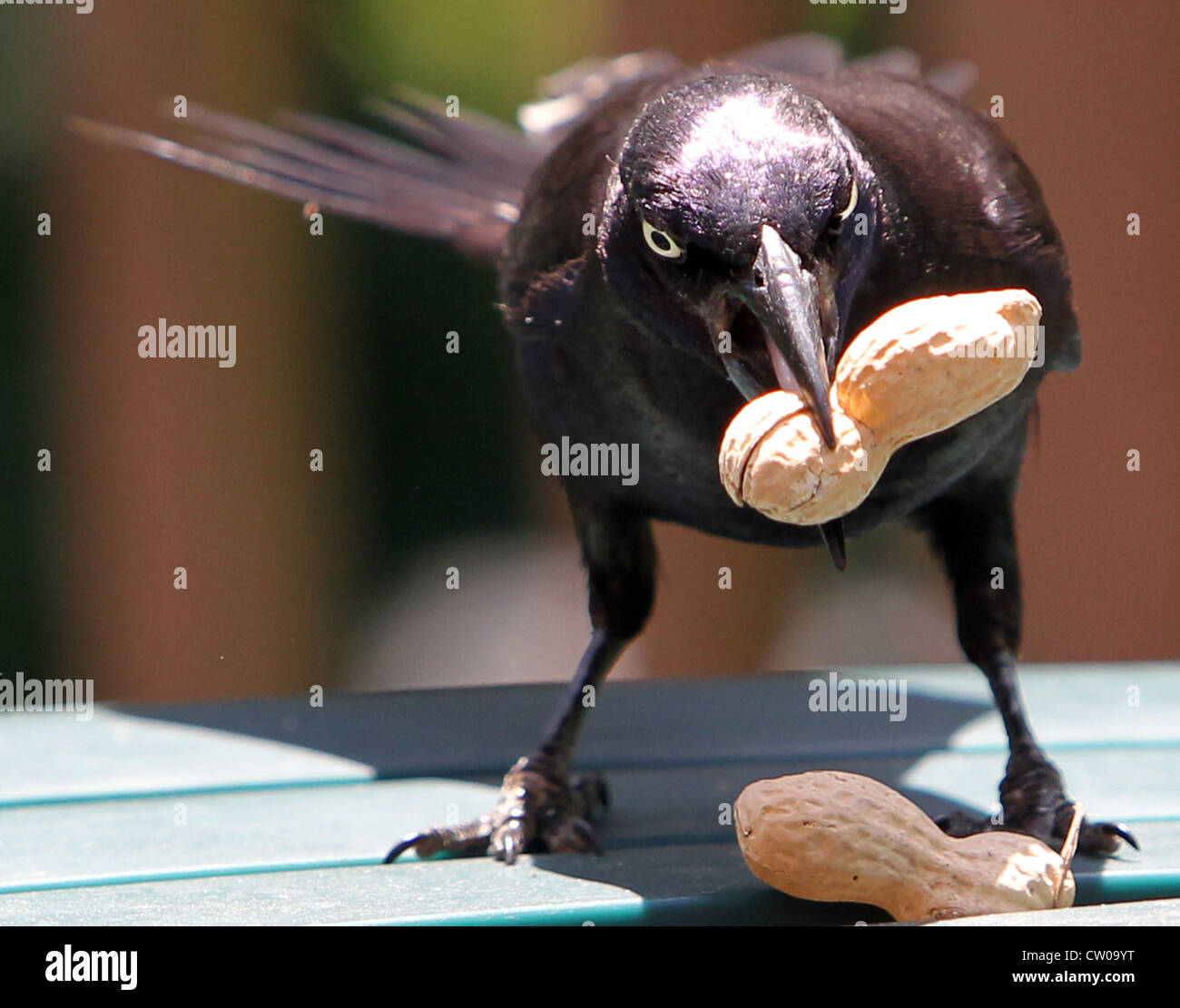 Peanut eyes hi-res stock photography and images - Alamy