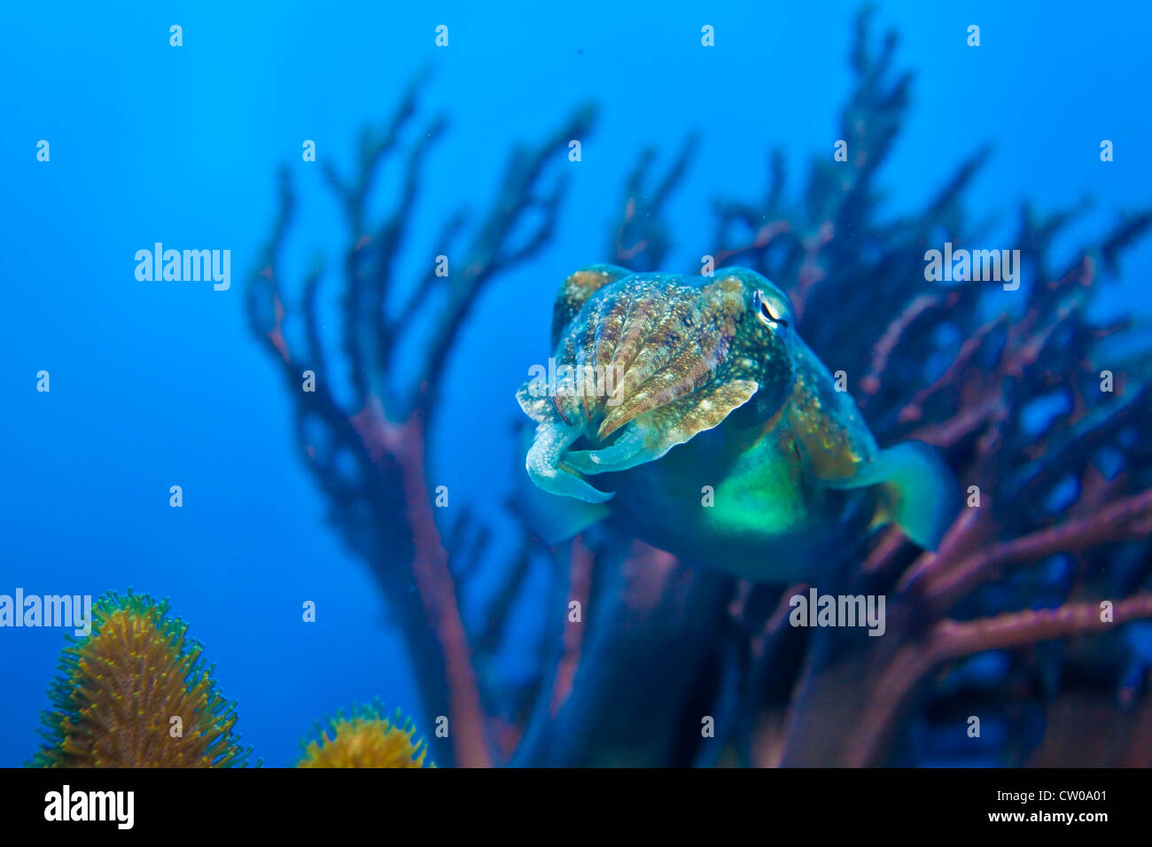 Aquarium cuttlefish hi-res stock photography and images - Alamy