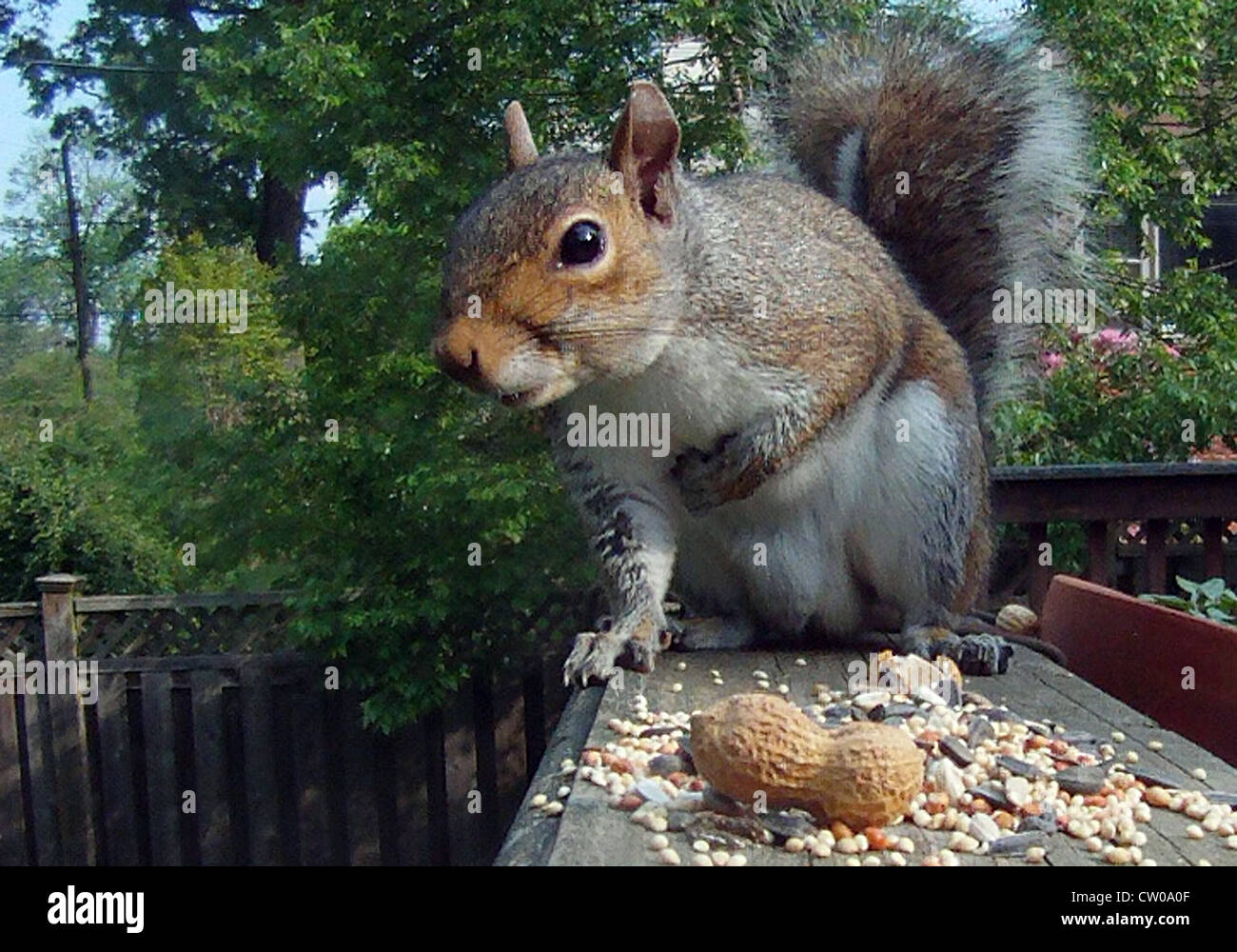 Nut chaser hi-res stock photography and images - Alamy