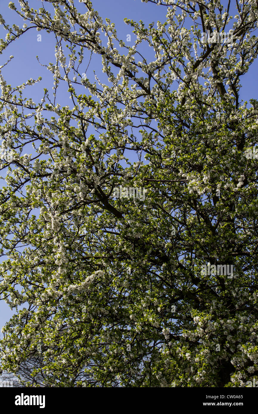 Damson tree hi-res stock photography and images - Alamy