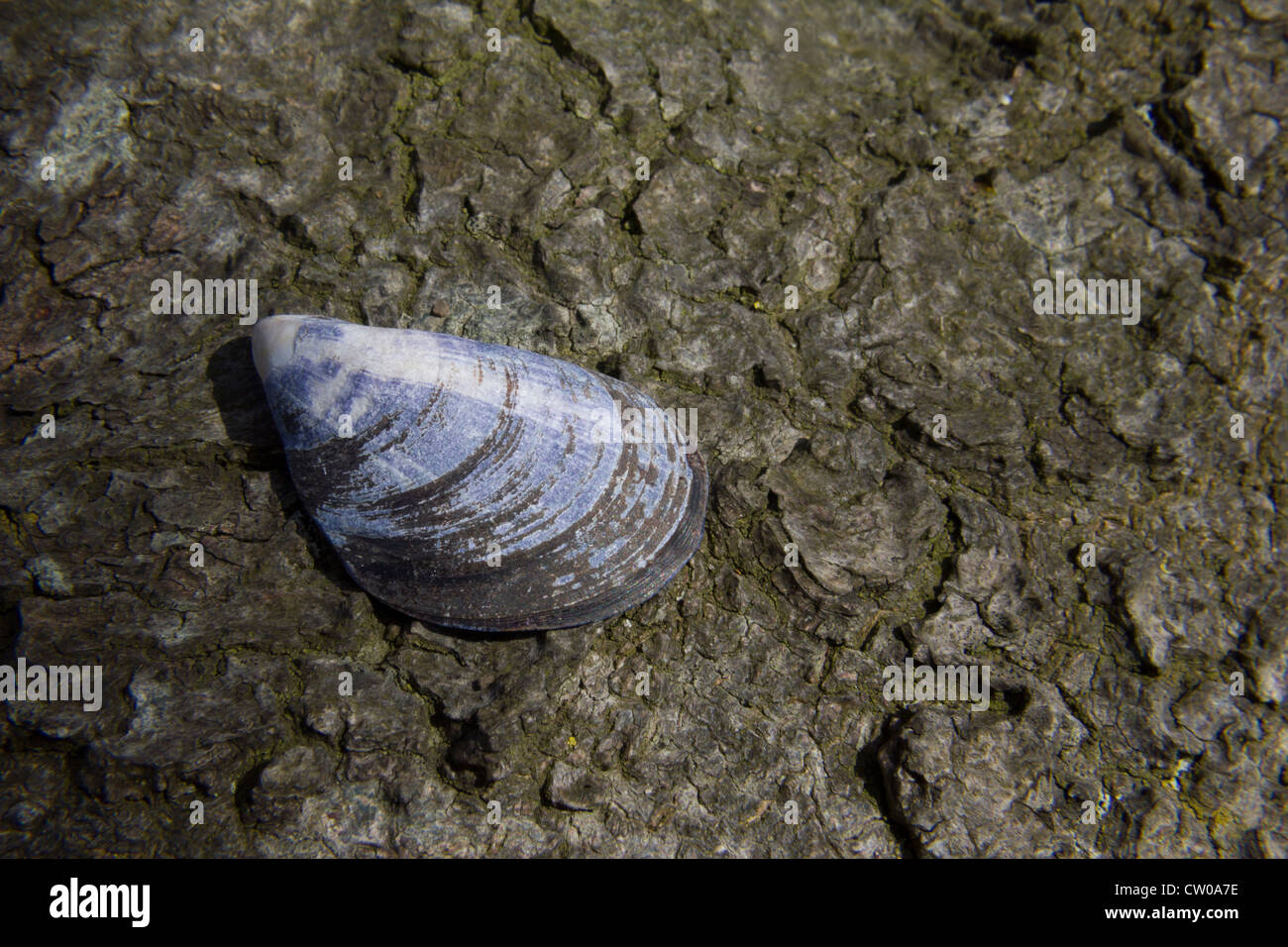 Old seashell hi-res stock photography and images - Alamy
