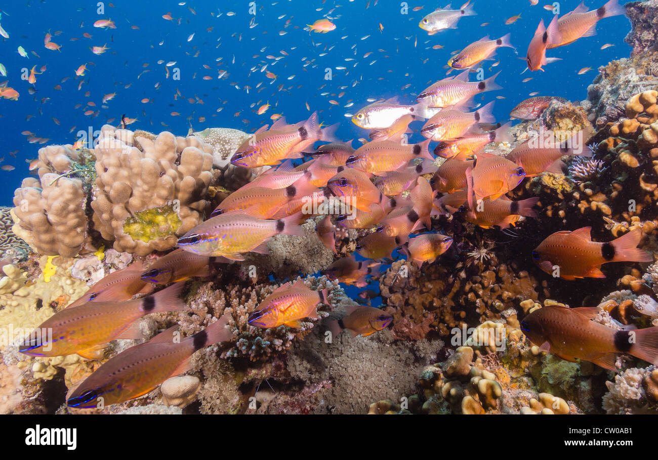 Coral Reef Scene - Orange Cardinalfish cluster around hard corals on a ...