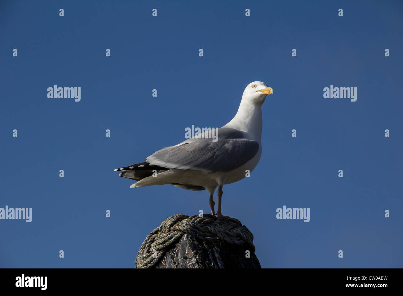 Sentinel bird hi-res stock photography and images - Alamy