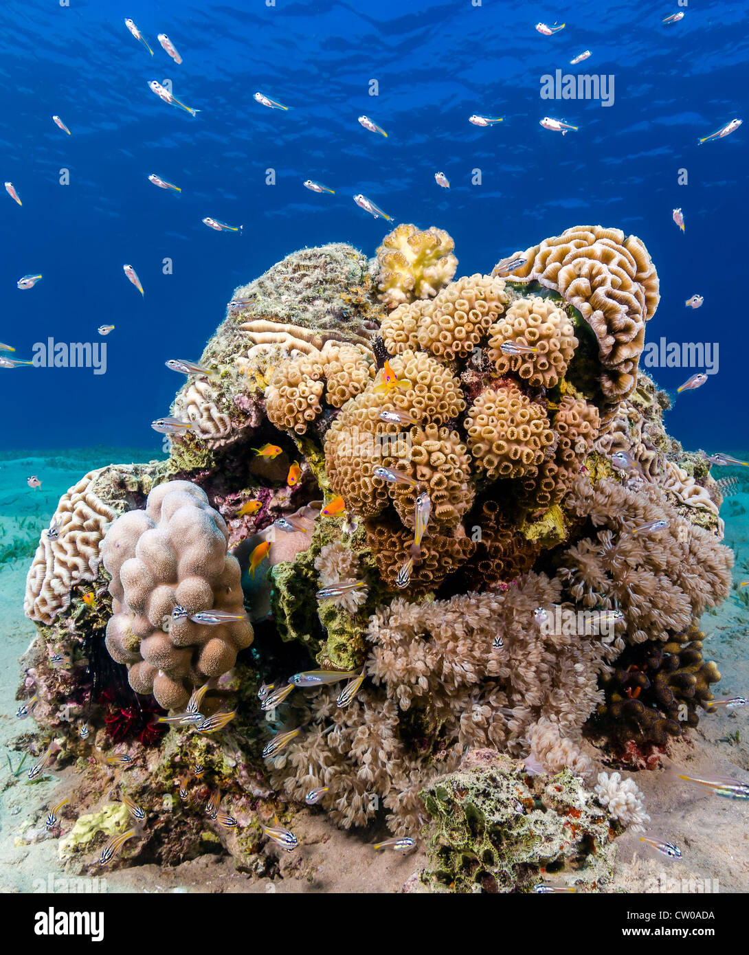 Underwater scene in gulf hi-res stock photography and images - Alamy