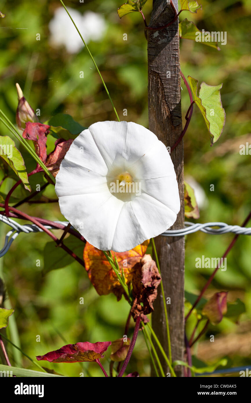 Strangle plants hi-res stock photography and images - Alamy