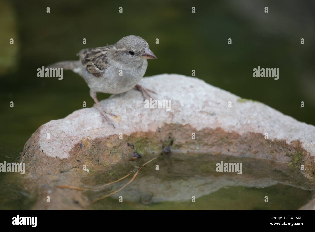 Passer domesticus female Stock Photo - Alamy