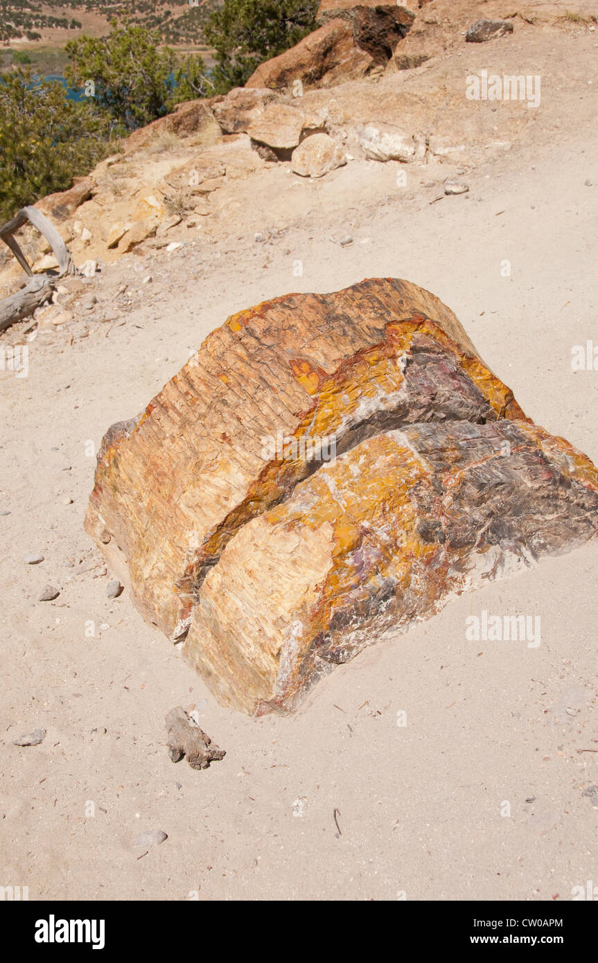 USA Utah, petrified wood at Escalante Petrified Forest State Park Stock ...
