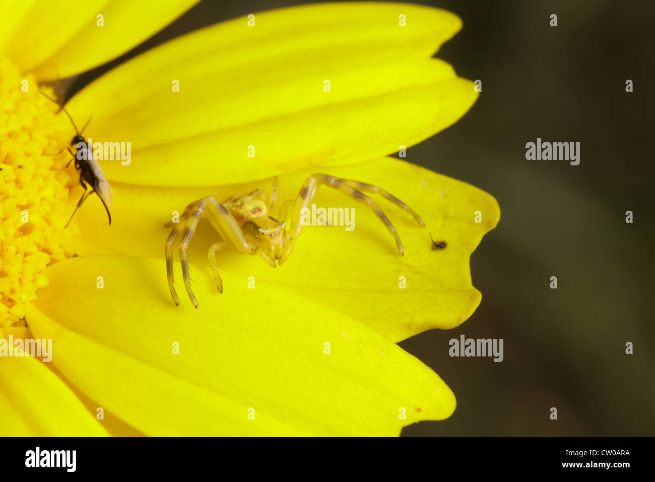 Crab spider (Thomisus onustus Stock Photo - Alamy