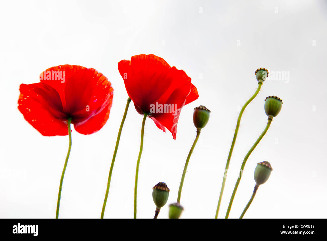 two poppies in a field Stock Photo - Alamy