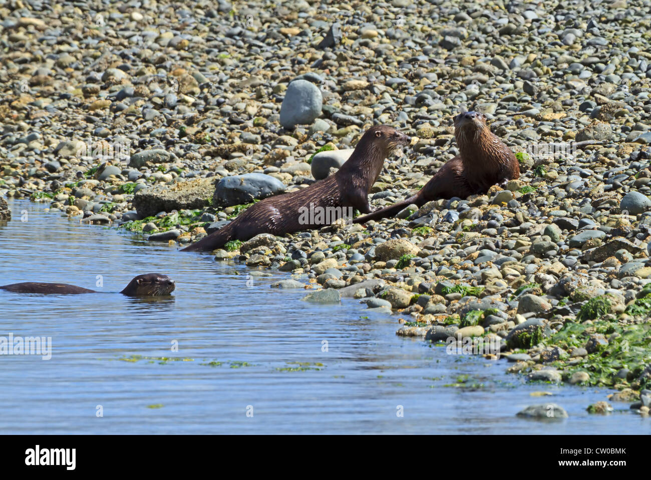 North American river otter, Lontra canadensis. Otters on the pebble ...