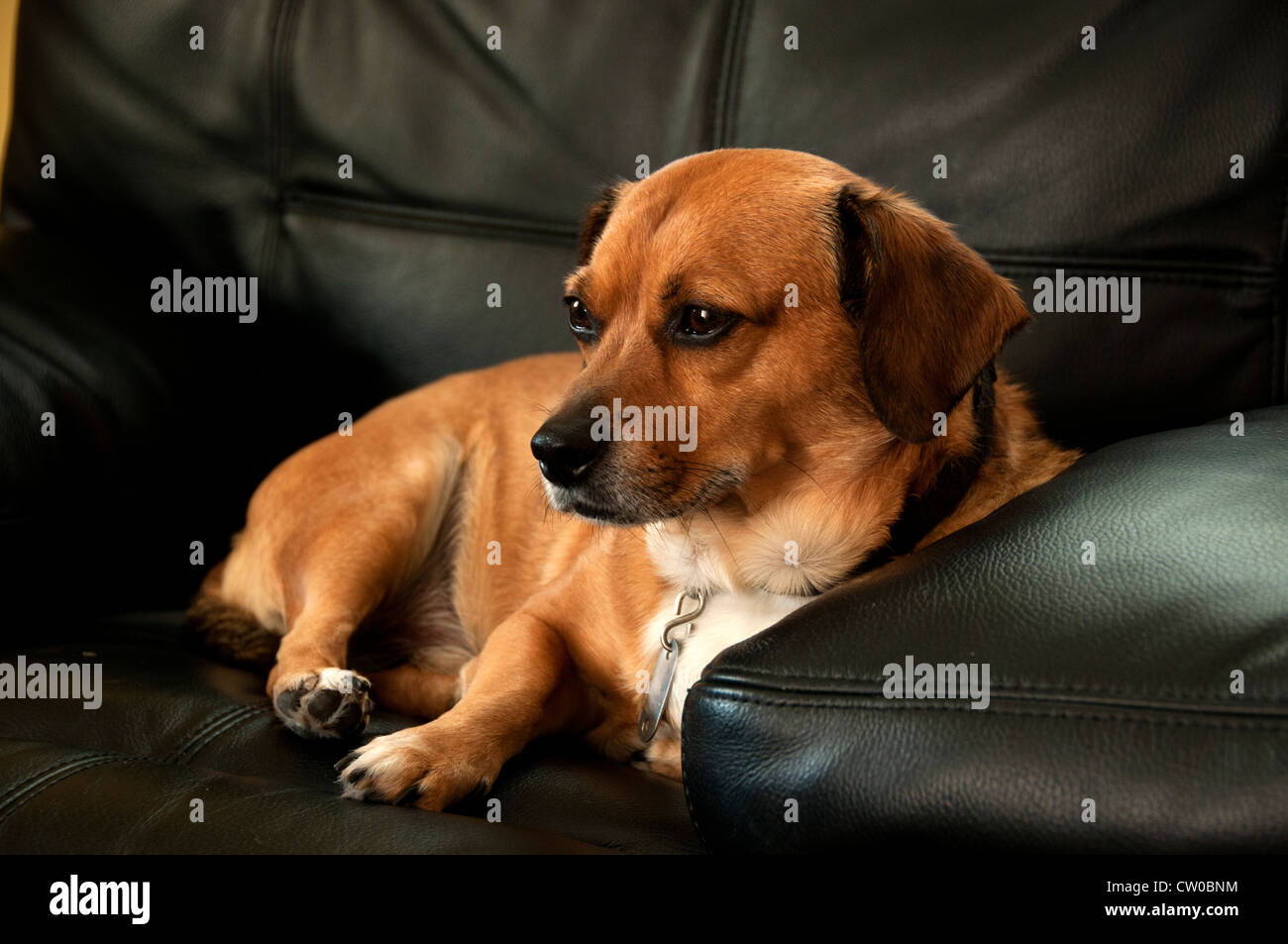Cool dog hi-res stock photography and images - Alamy