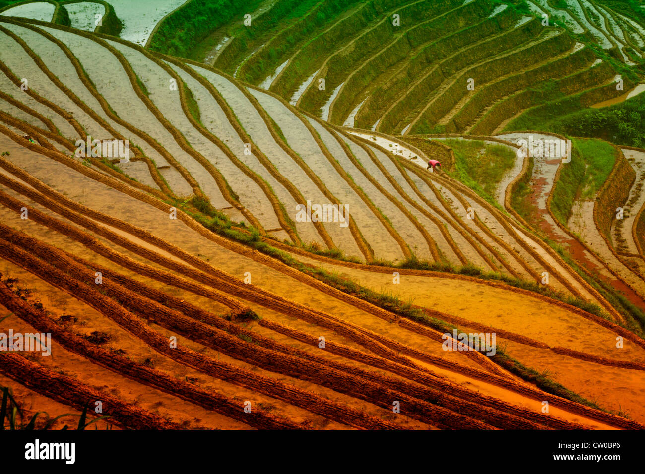 rice farmer on the longji rice terraces in china Stock Photo - Alamy