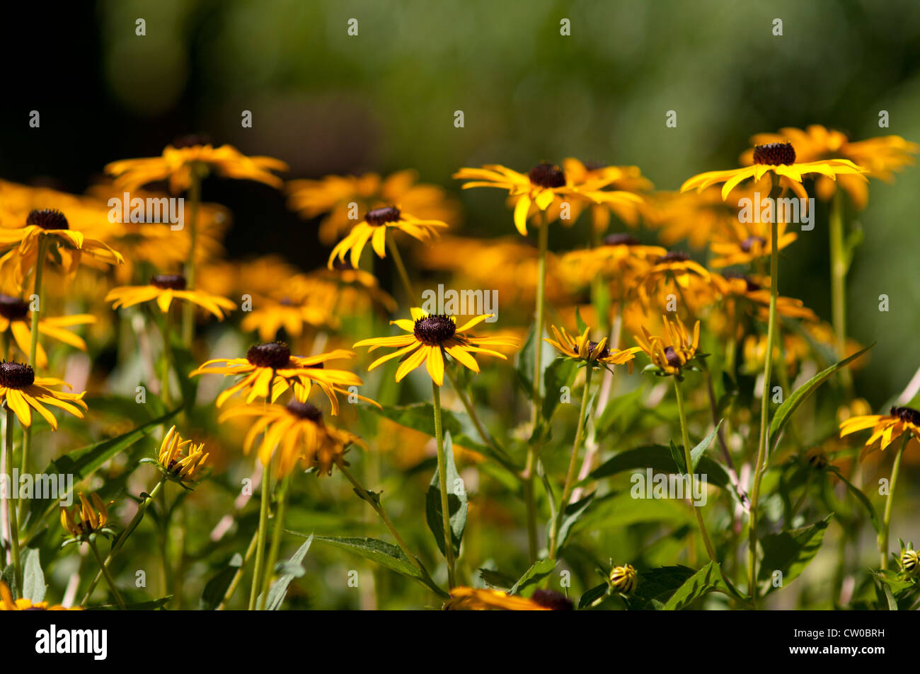 Black eyed Susan Stock Photo - Alamy