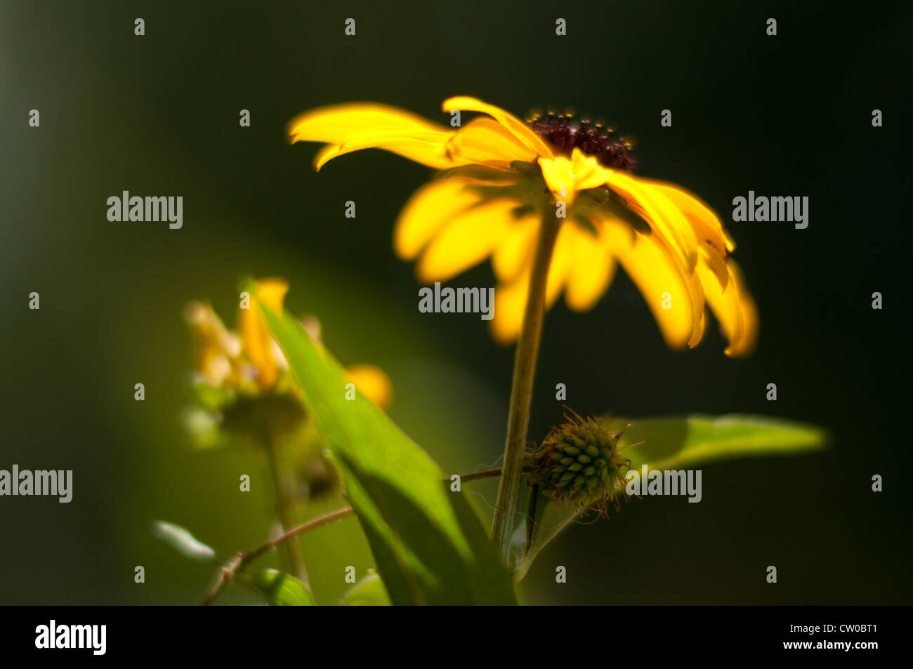 Black eyed susan blur hi-res stock photography and images - Alamy
