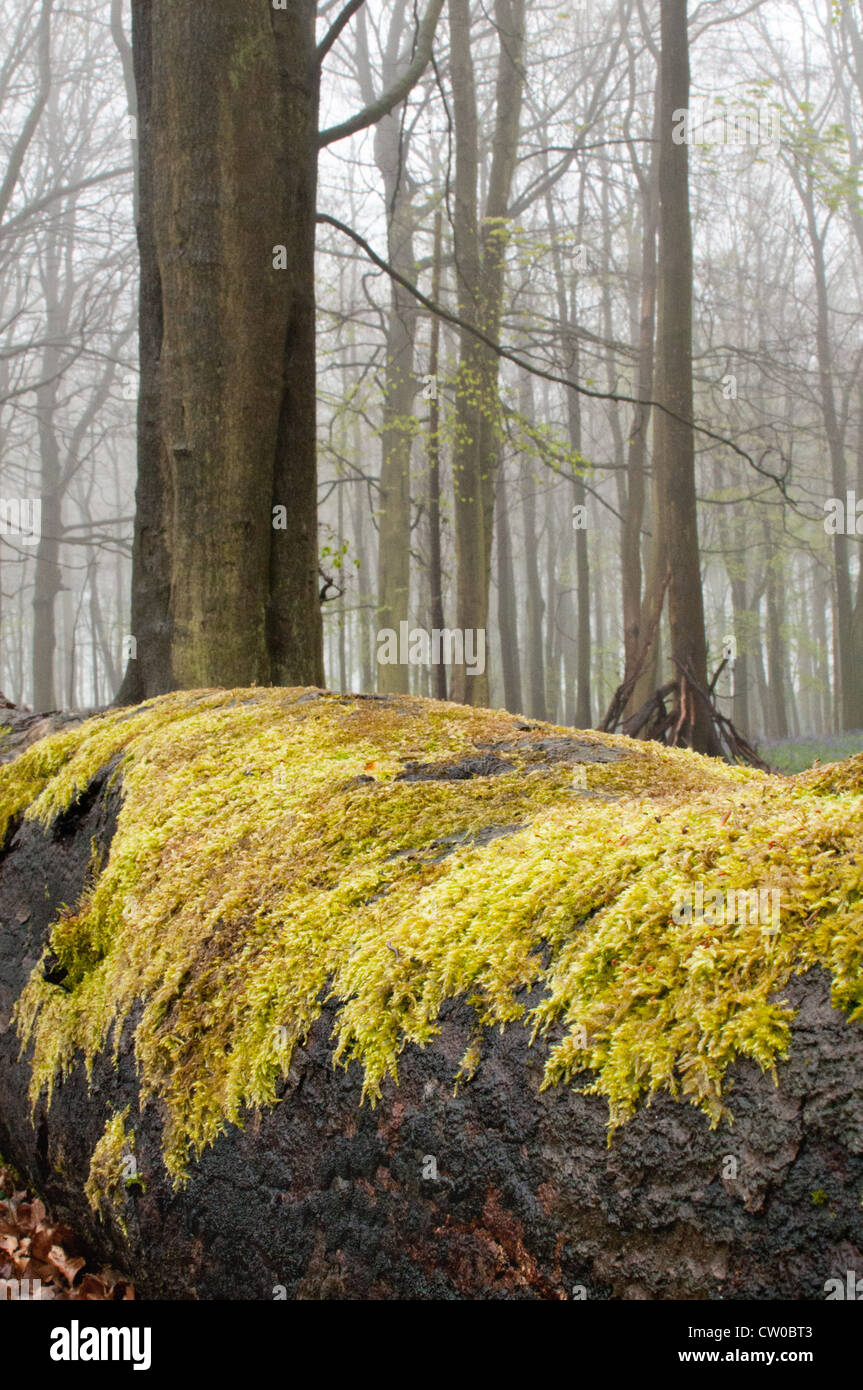 English beech hi-res stock photography and images - Alamy