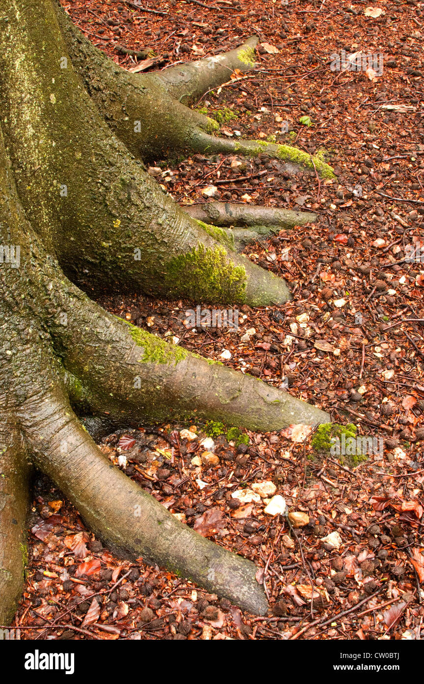 Close up of English beech woods in early spring, Hertfordshire, UK ...