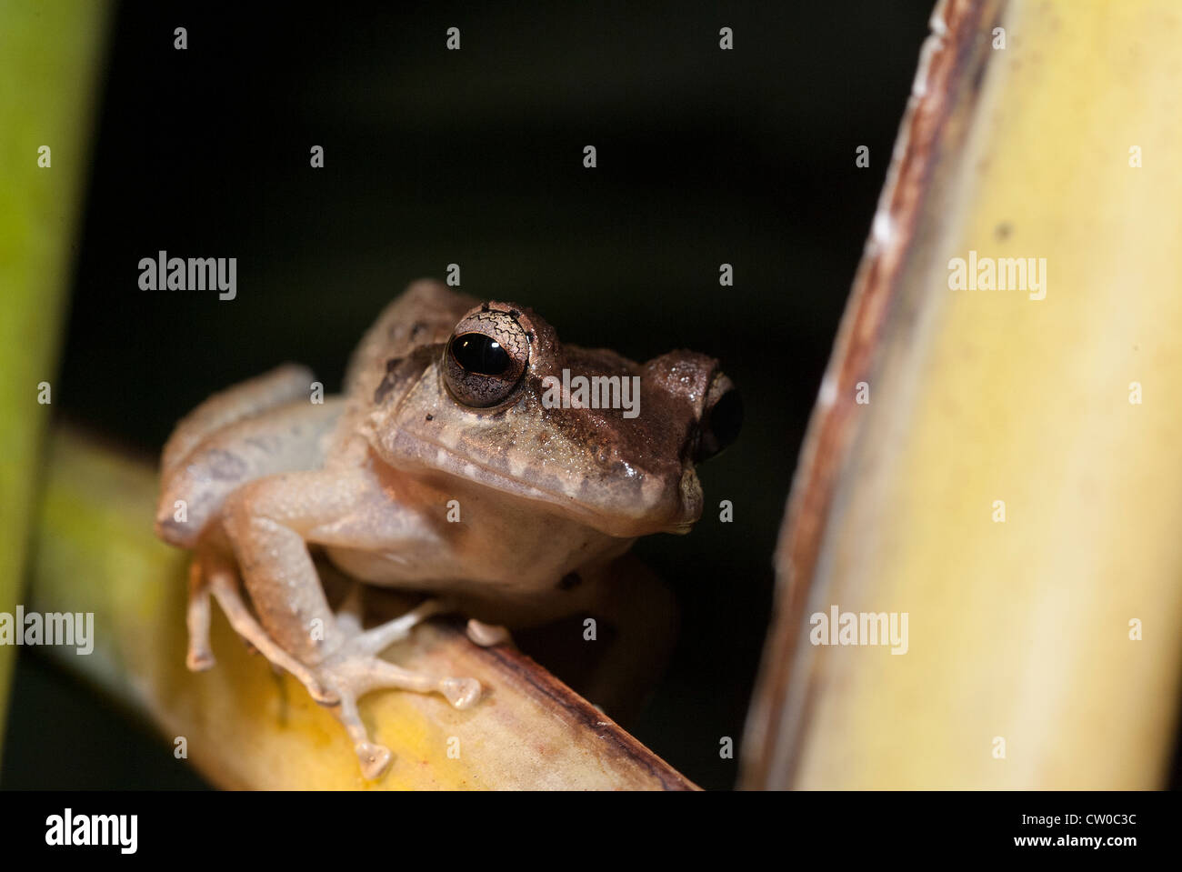 Bamboo tree frog hi-res stock photography and images - Alamy