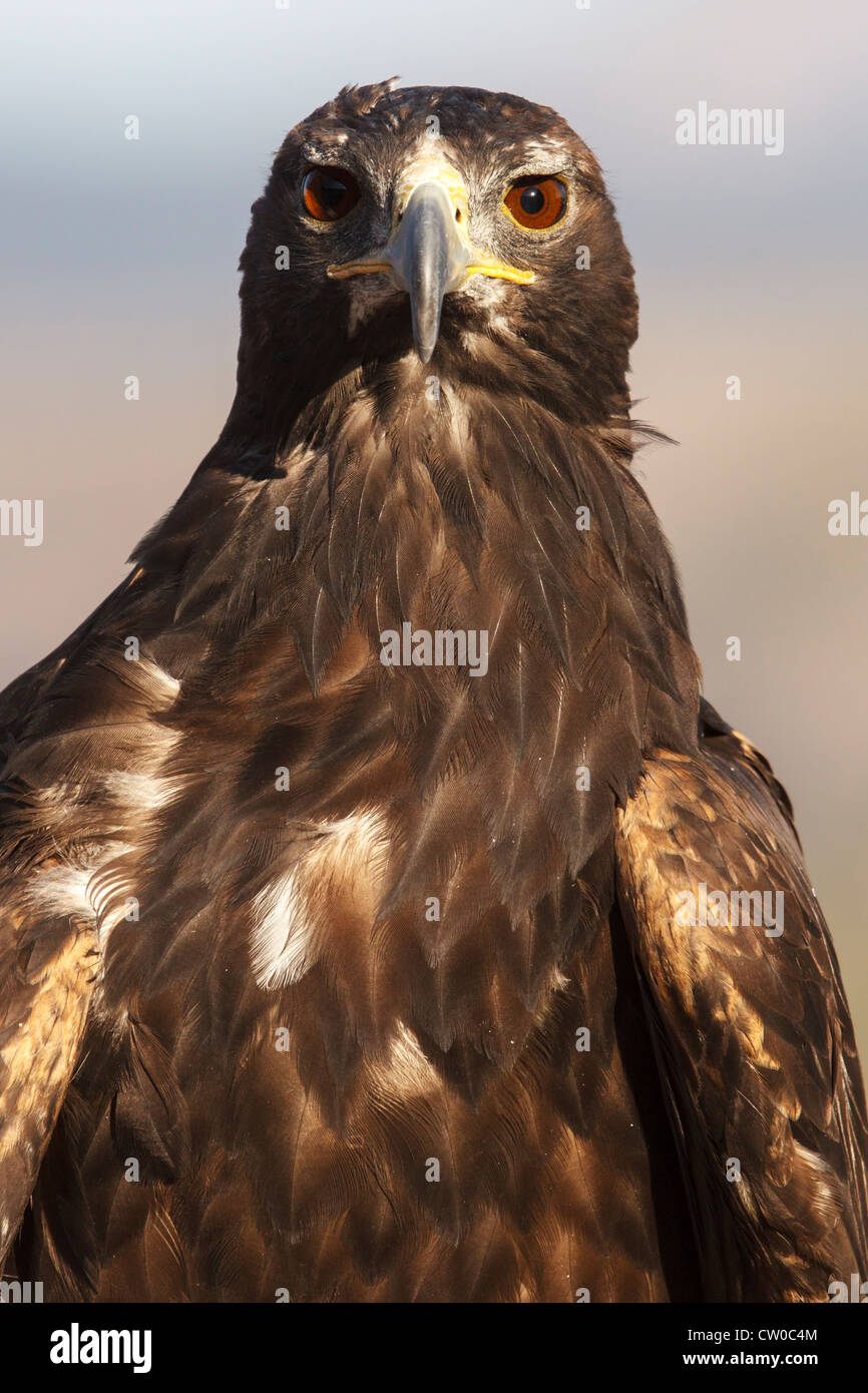 A captive golden eagle (Aquila chrysaetos) at the Teton Raptor Center ...