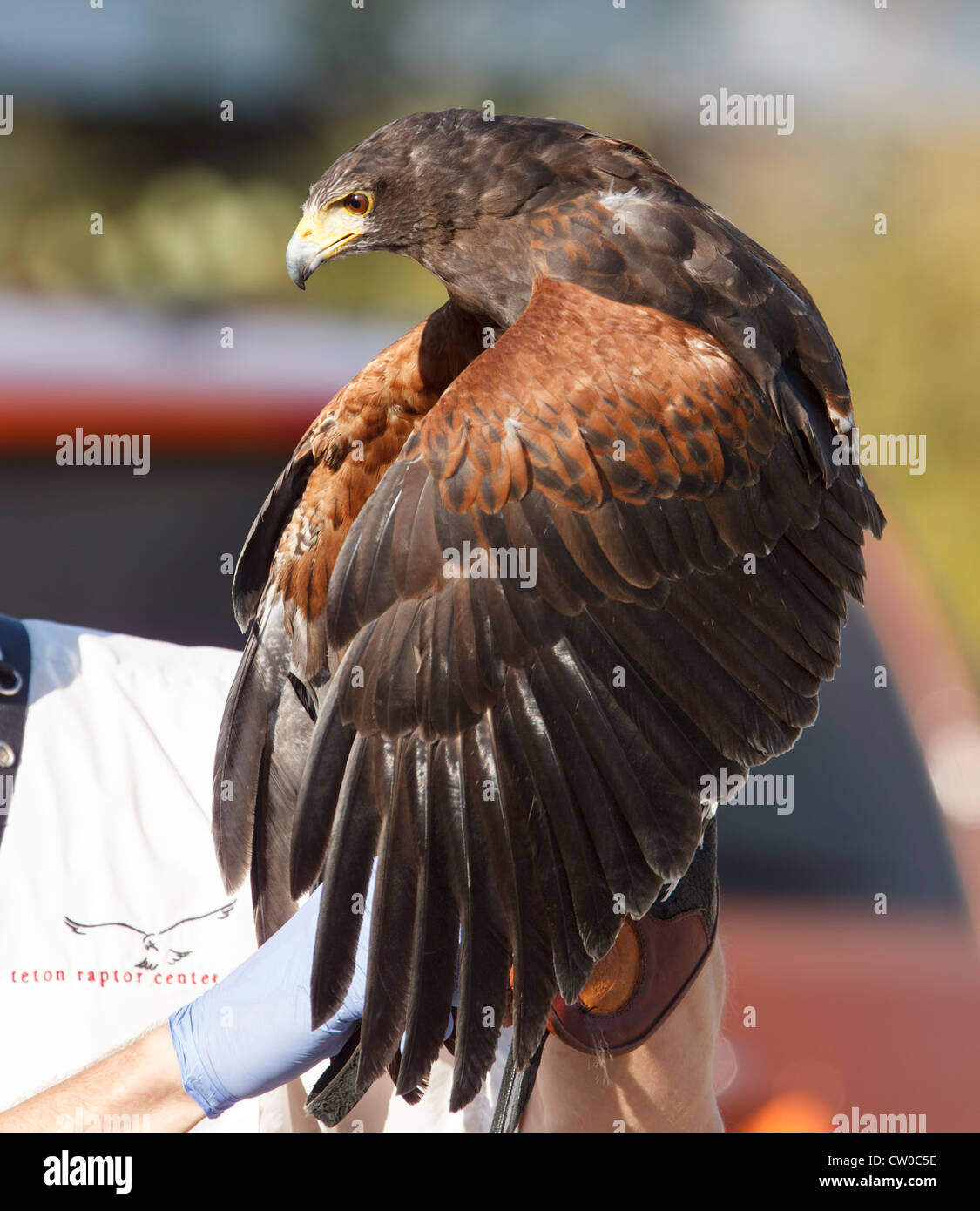 A captive Harris hawk (Parabuteo unicinctus) at the Teton Raptor Center ...