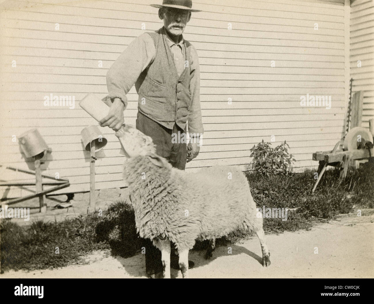 Circa 1900s photograph of a New England farmer feeding a sheep with a ...