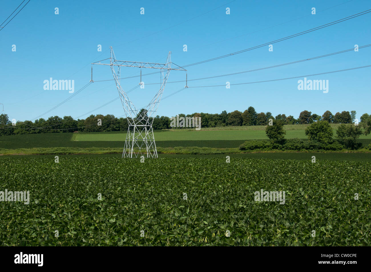 Soy bean field and power towers Stock Photo - Alamy