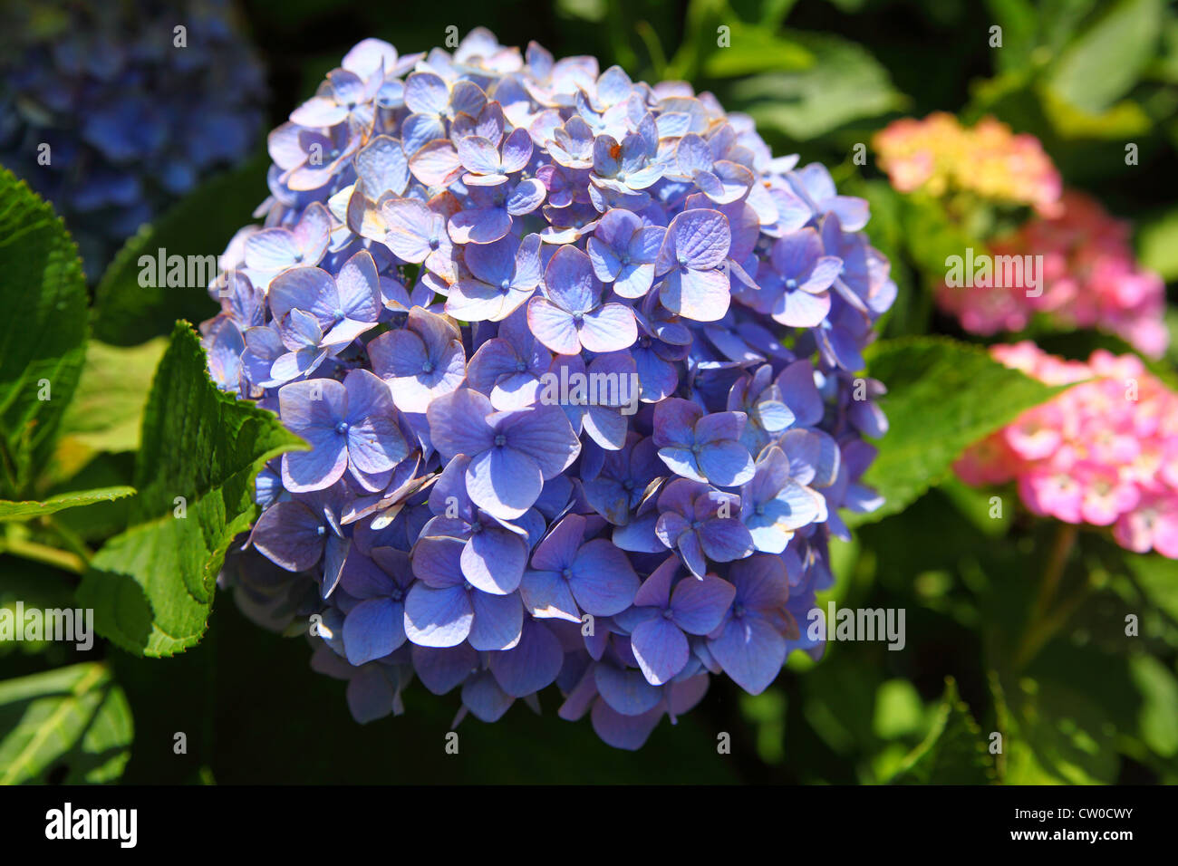 Blue hydrangea flower closeup shoot, Asia, Japan Stock Photo - Alamy