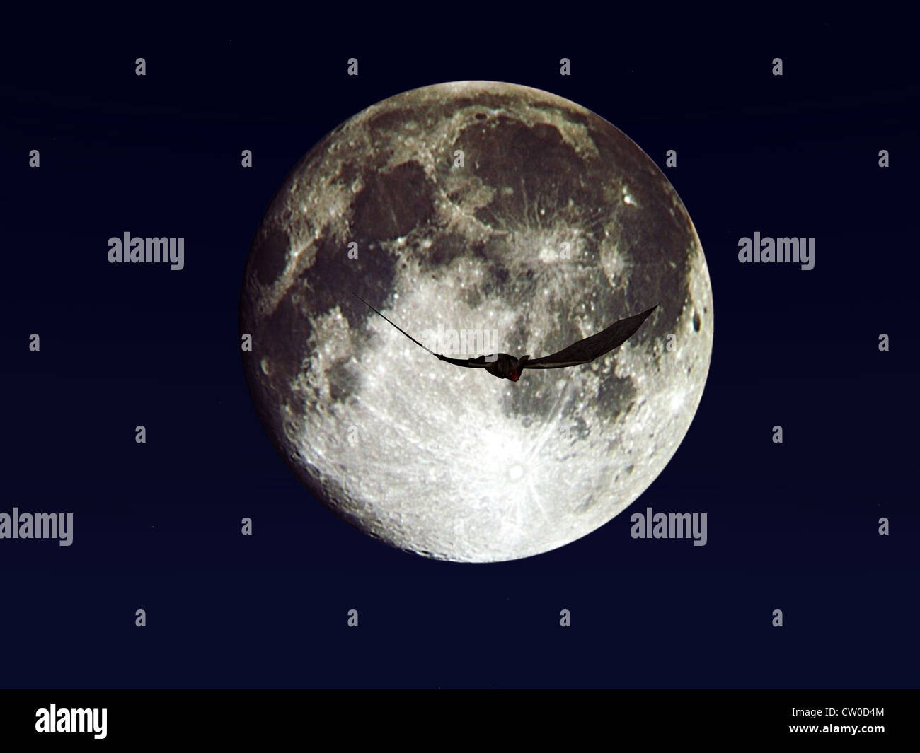 bat flying in the moonlight Stock Photo - Alamy