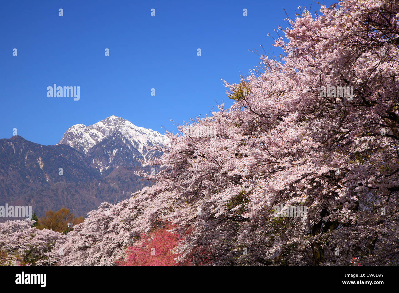 Cherry tree and southern alps of Japan, Yamanashi Stock Photo - Alamy