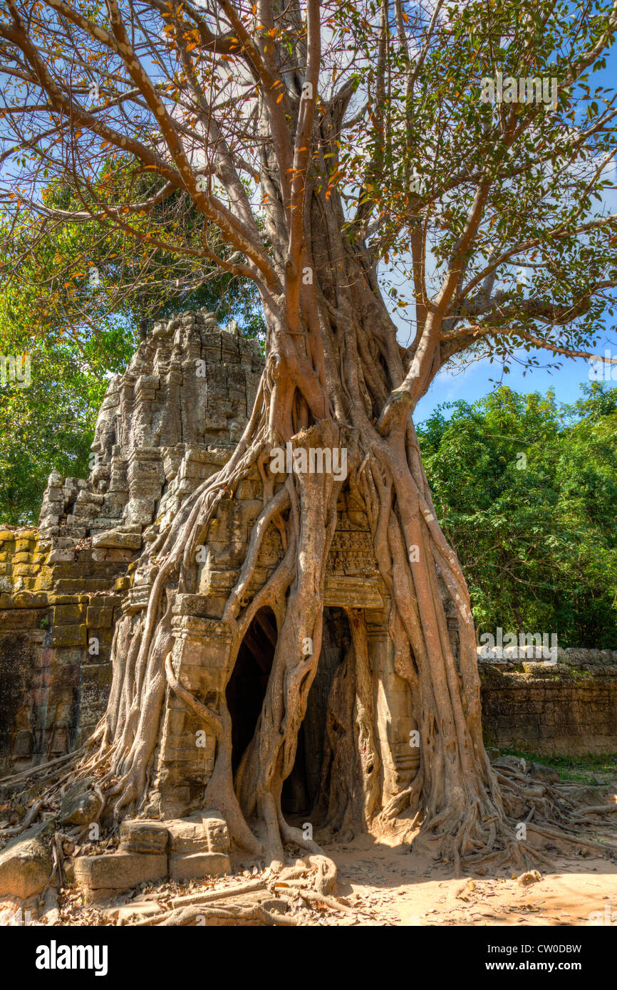 Cambodia jungle tree roots temple hi-res stock photography and images ...