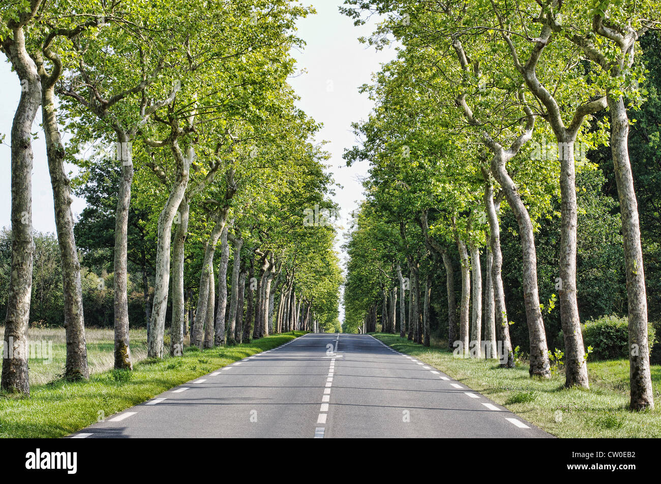 road with fresh green trees on side Stock Photo - Alamy
