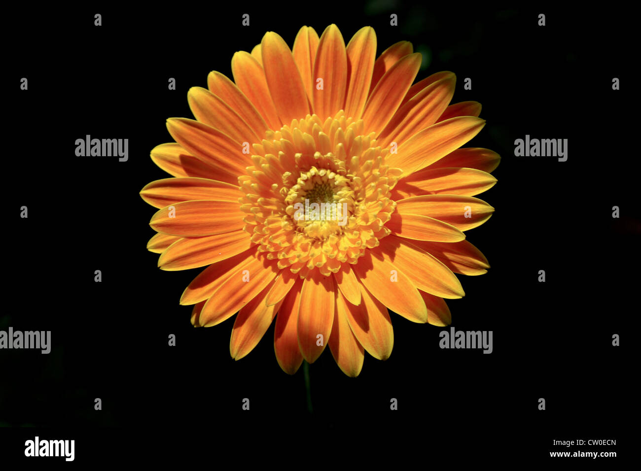 Beautiful floral design with petals and details arranged in concentric ...