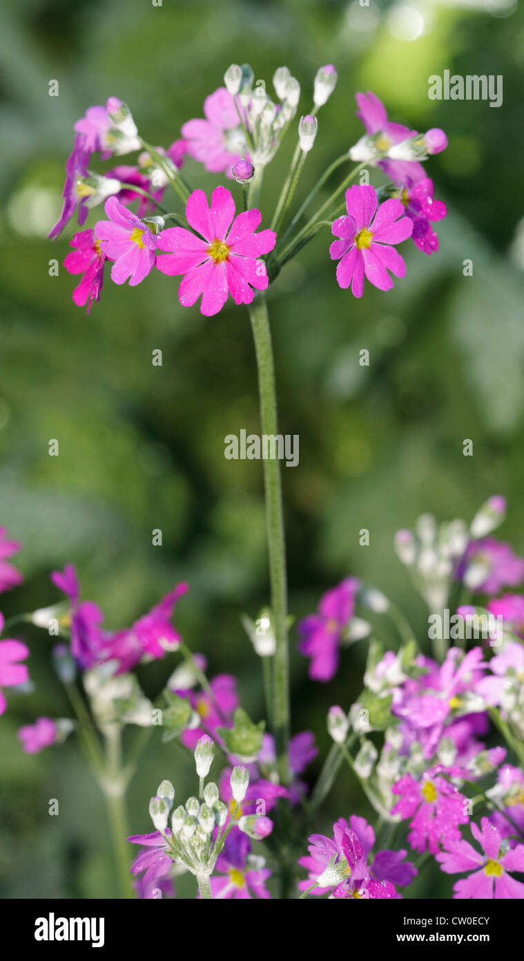 Primula malacoides flowers - commonly known as Primula Lollipops, Fairy ...