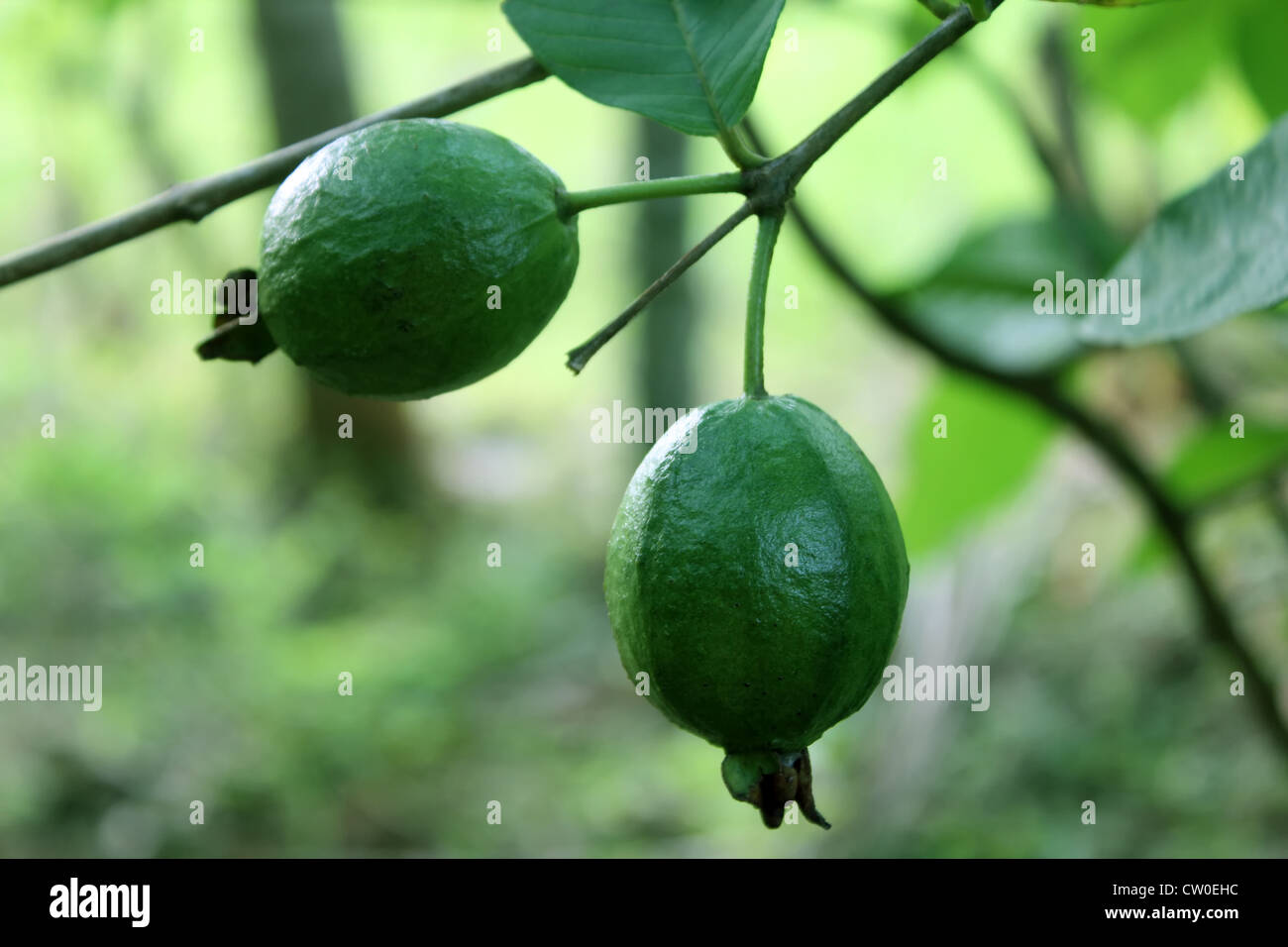 Ripe Tropical Fruit Guava on Guava Tree. Psidium Guajava Stock Photo ...