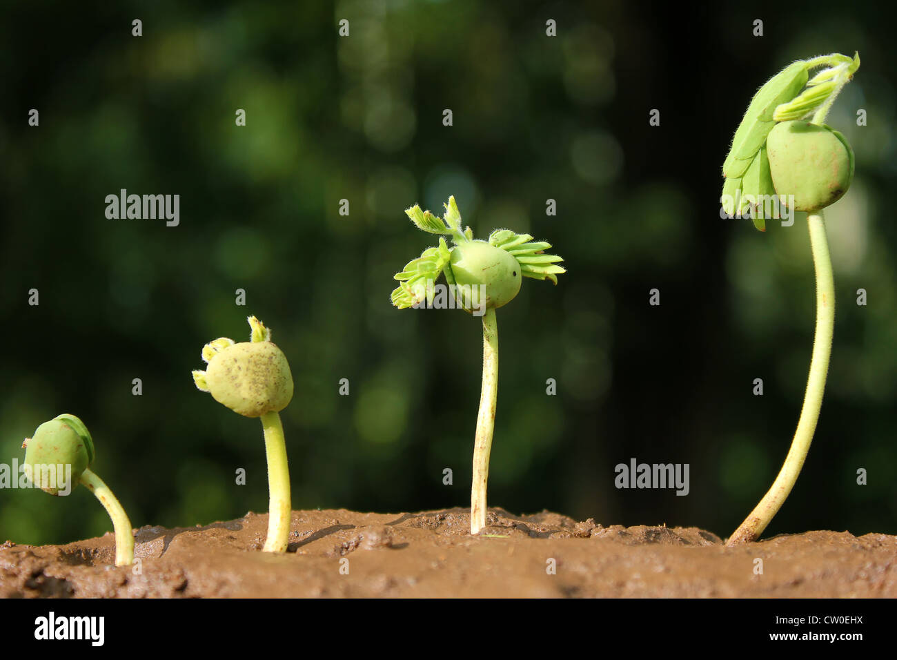 Progression of sapling growth Stock Photo - Alamy