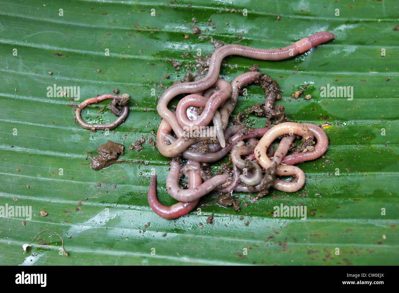 Segmented worms hi-res stock photography and images - Alamy