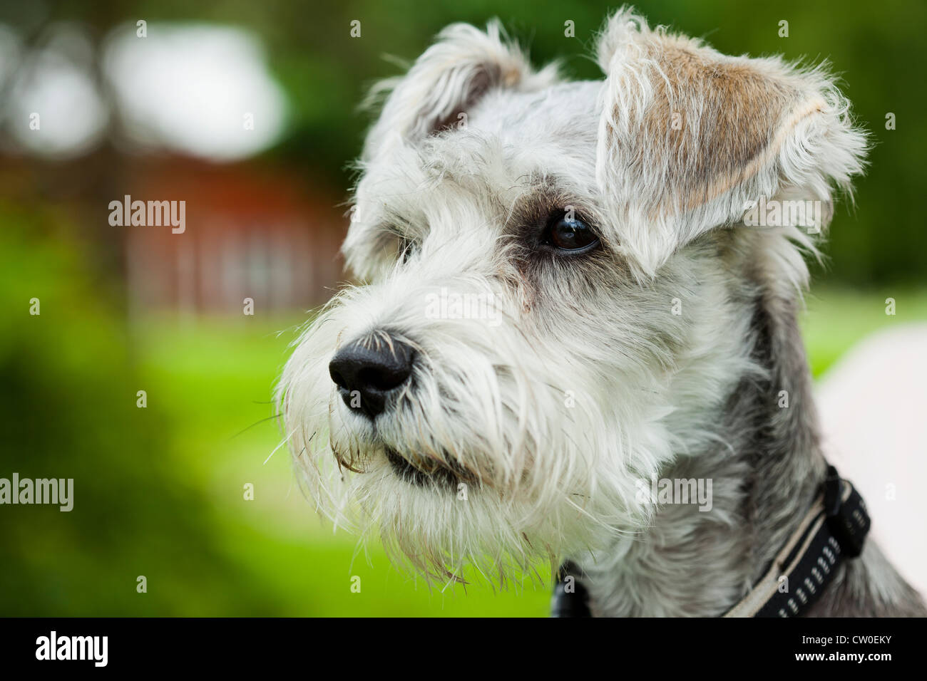 Little cute dog outdoor close hi-res stock photography and images - Alamy