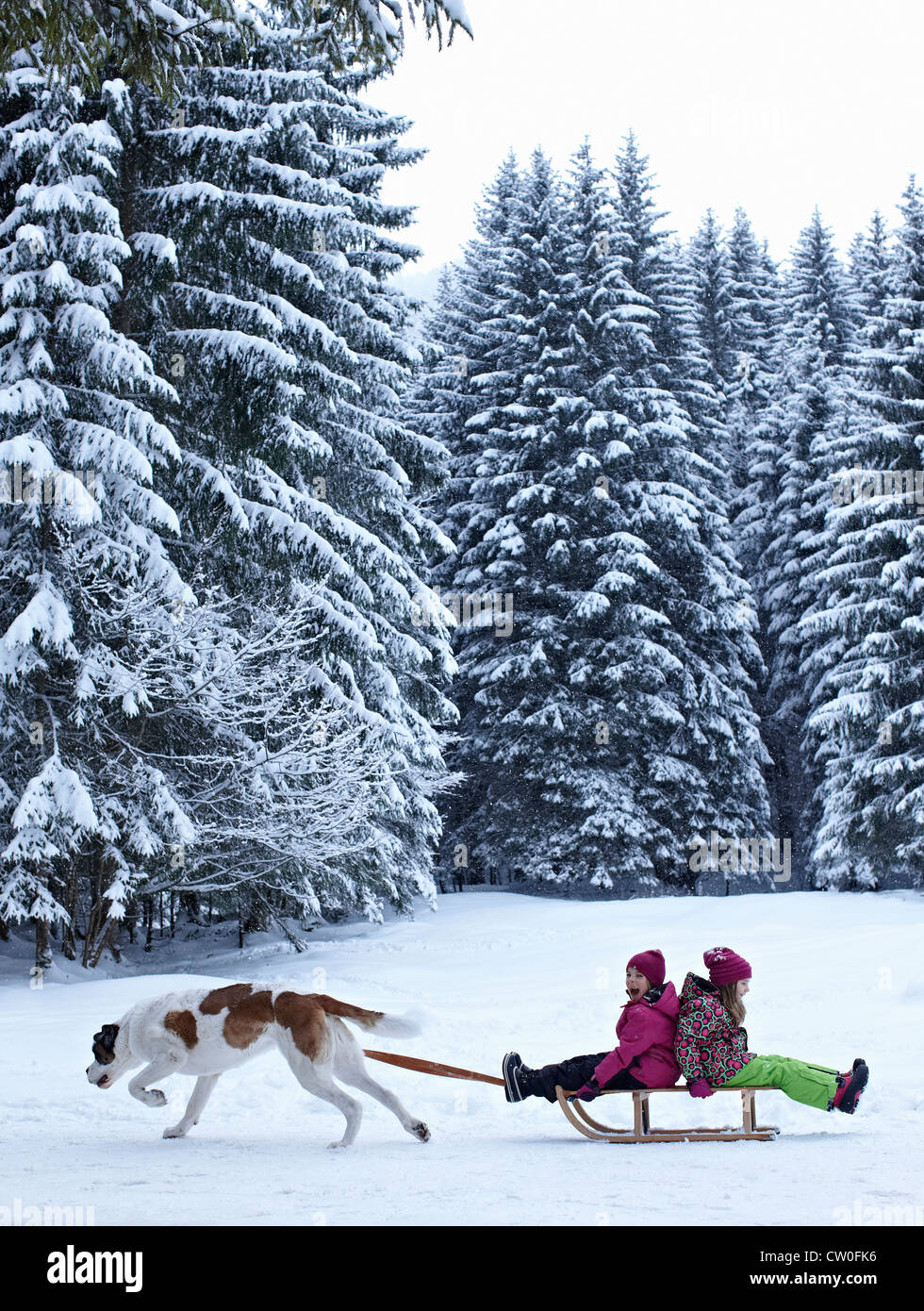 Dog pulling children on sled in snow Stock Photo - Alamy