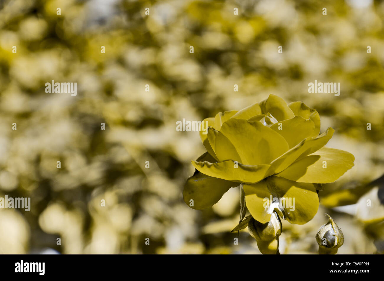 Stylized background - rose flower in sepia colors Stock Photo - Alamy
